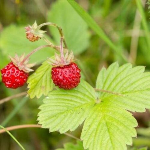 Red Berries - Edible or Not Edible?