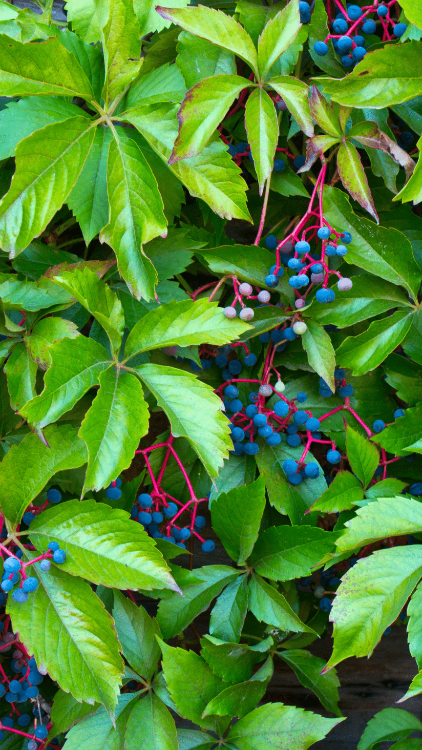 Grapes or Virginia Creepers - How to Tell the Difference