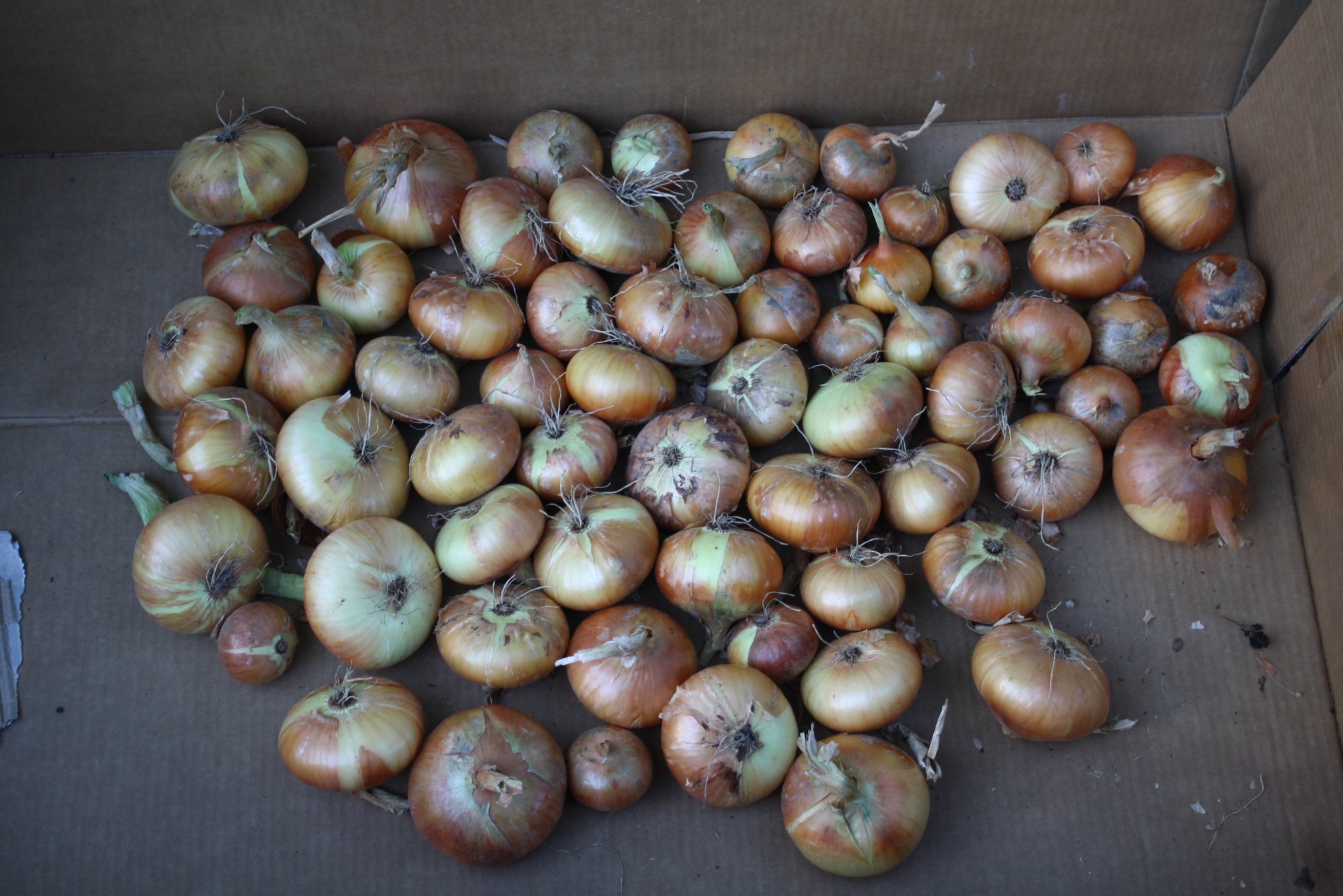 Harvesting and Curing Onions - GettyStewart.com
