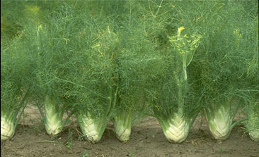 Fennel - What is it and how do I select, store and use it ...