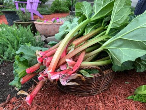 How and When to Harvest Rhubarb with Photos and Video