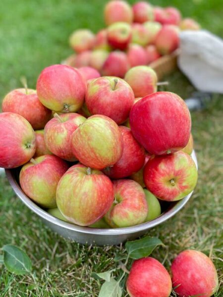 How to tell when apples are ripe and ready to pick?