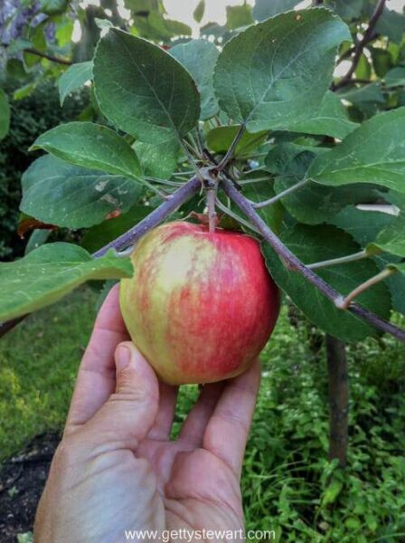 How to tell when apples are ripe and ready to pick?