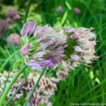 How to Prune Chives - Removing the Blossoms