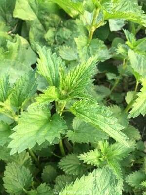 How to Harvest, Dry, Freeze and Use Stinging Nettle