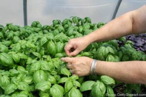 How to Cut Basil for a Full Harvest All Season Long
