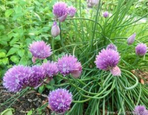 How to Prune Chives - Removing the Blossoms