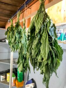 How to Dry Stinging Nettle and Store It - GettyStewart.com