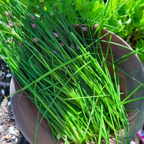 How to Cut and Preserve Chives - Freezing and Drying
