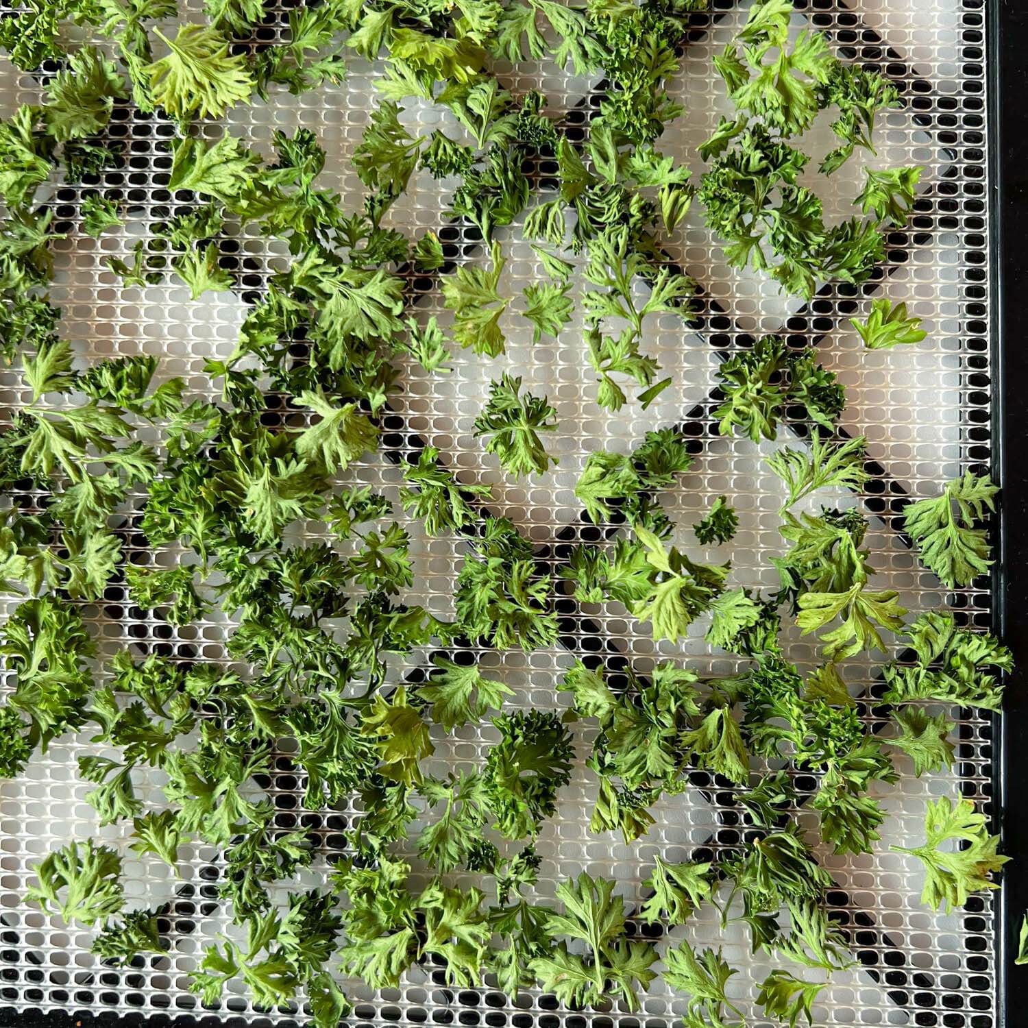 4 Ways to Dry Parsley