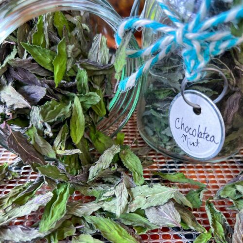 The Ultimate Guide to Drying Mint in a Dehydrator